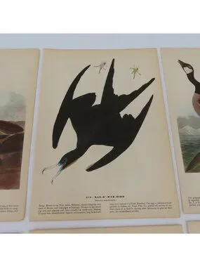 Art | The Birds Of America 6 Pages Colored Bird Images Wall Collage ...